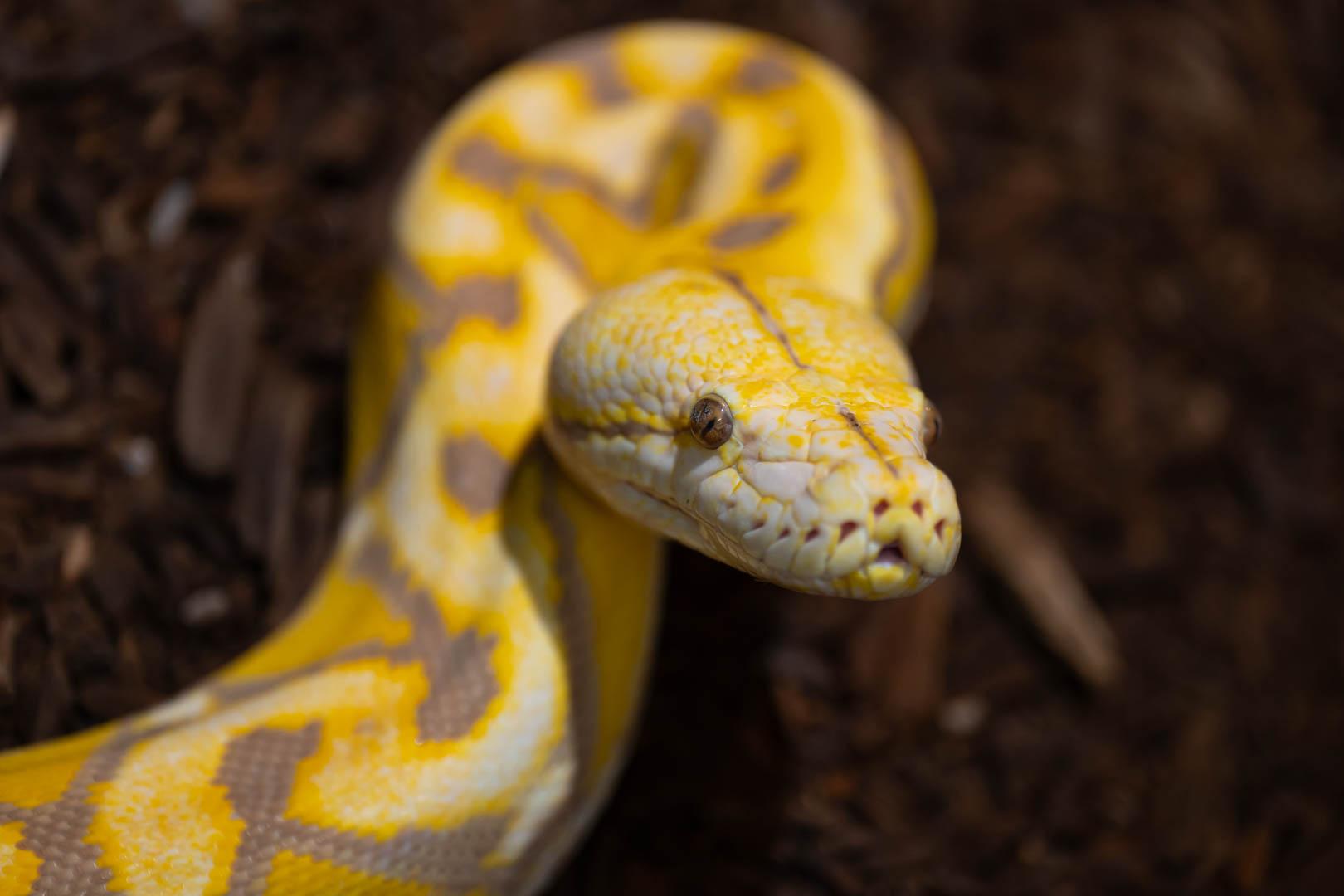 Columbus Zoo and Aquarium | Asia Quest